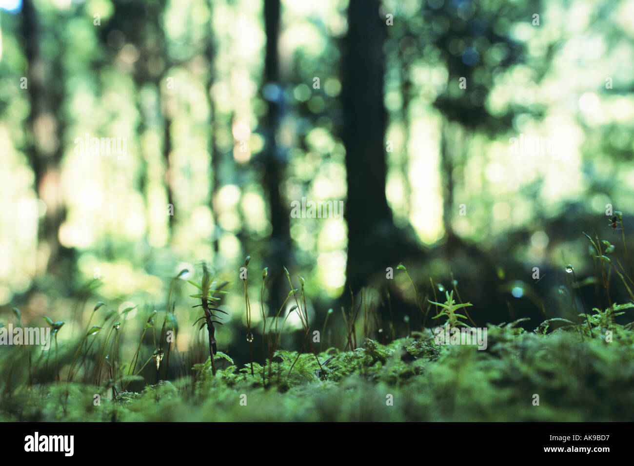 Trees new life in the forest Stock Photo - Alamy
