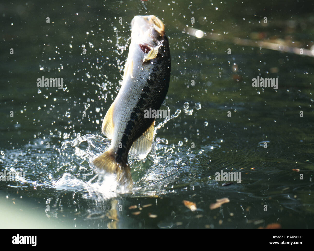 Bass fish jumping hi-res stock photography and images - Alamy