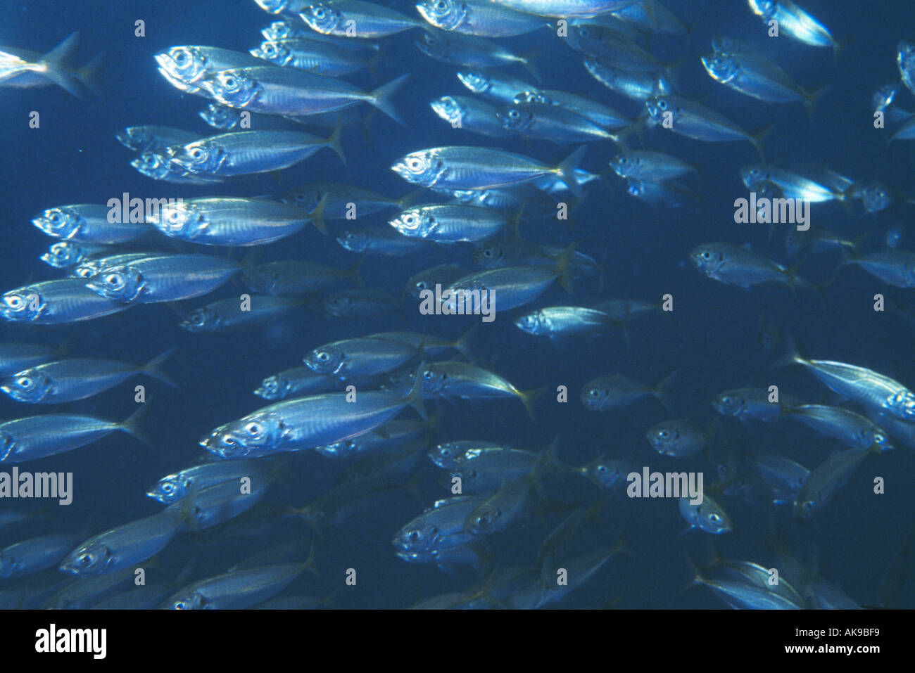 Yellow horse mackerel Stock Photo - Alamy