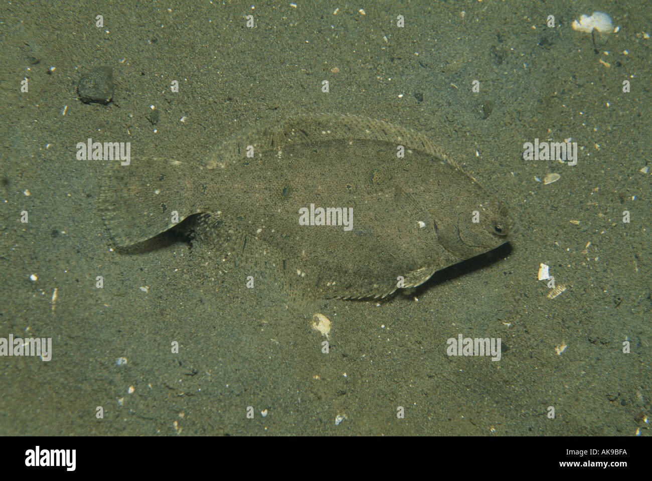 Flounder or flat fish Stock Photo - Alamy