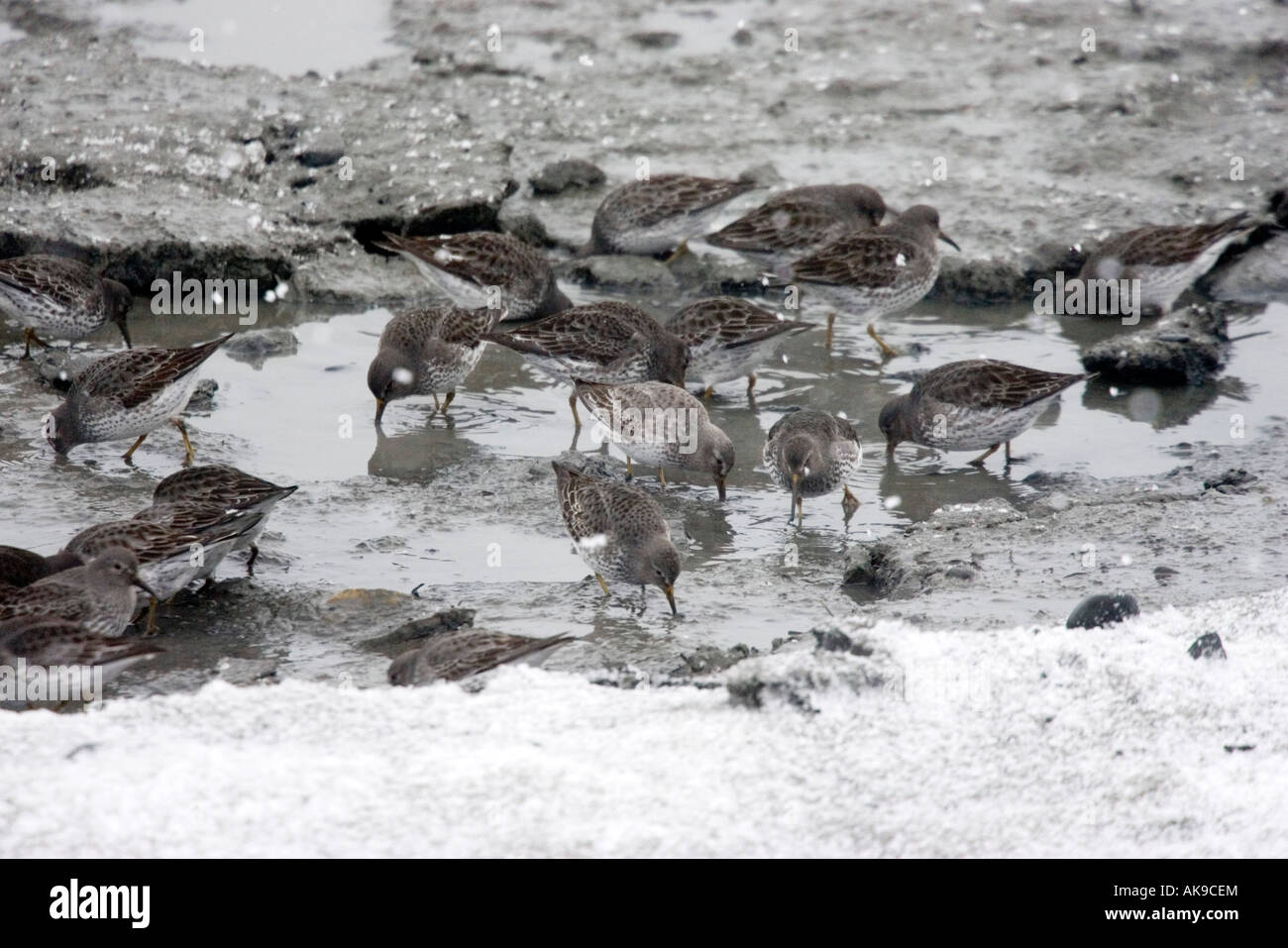 Rock Sandpiper Calidris ptilocnemis Homer Alaska United States 25 ...
