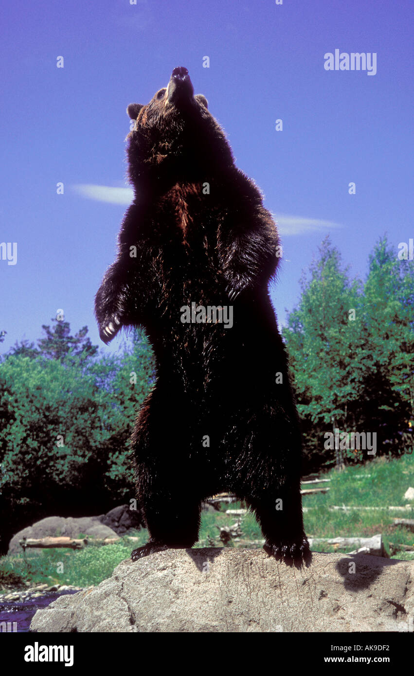 Brown bear rearing on hind legs Ursus arctos Stock Photo - Alamy