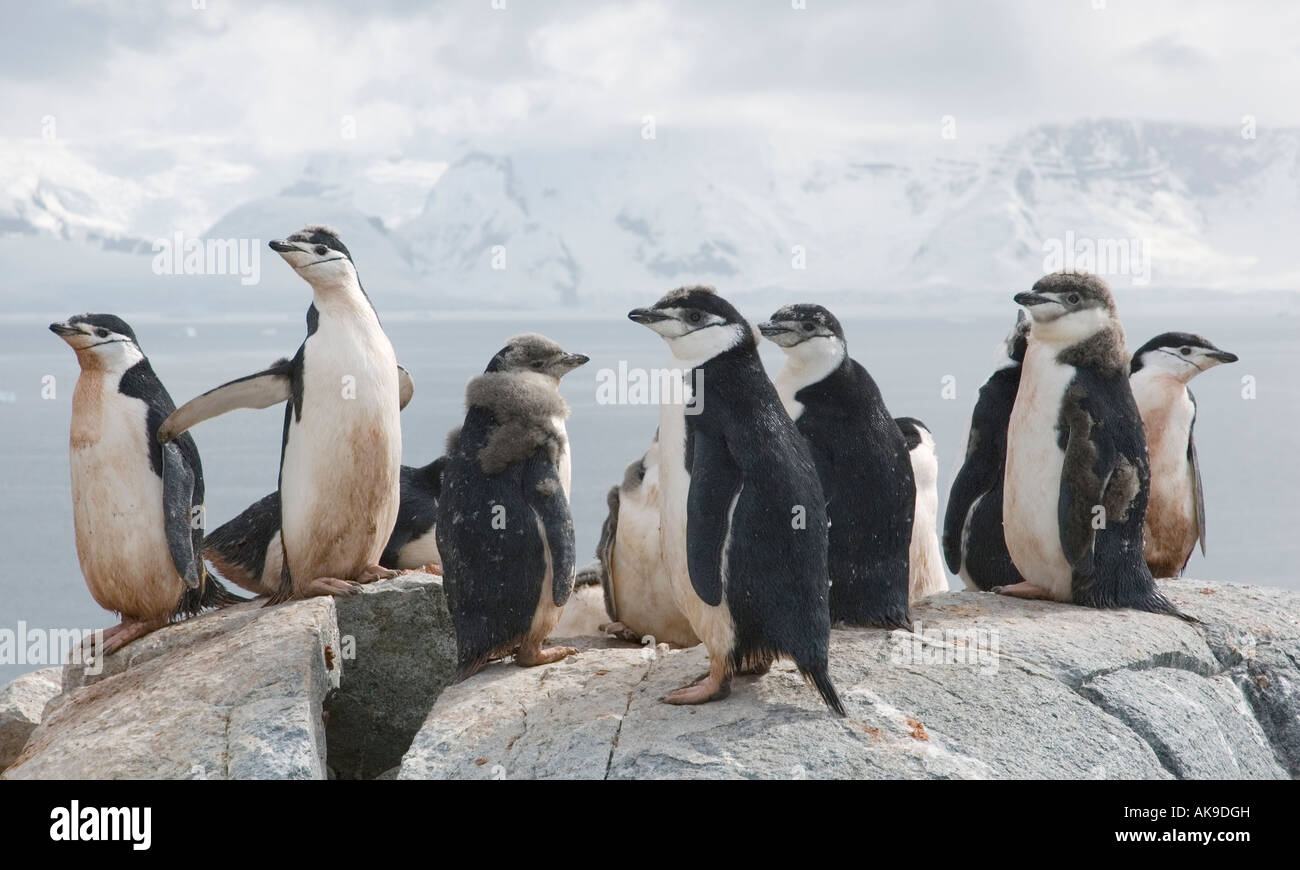 Chinstrap penguins and their young hi-res stock photography and images ...