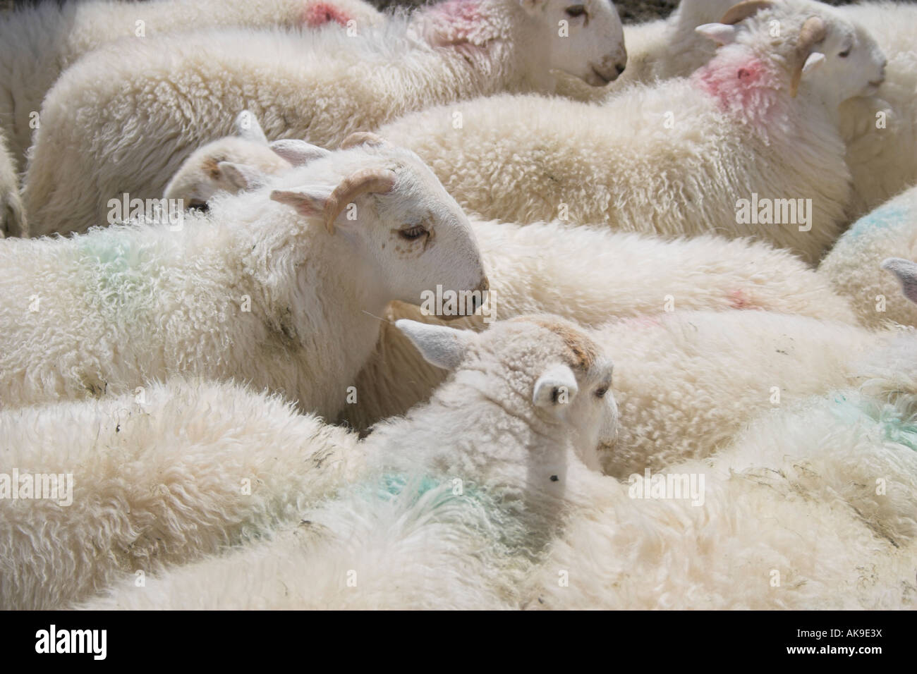Sheep in a fold Stock Photo - Alamy
