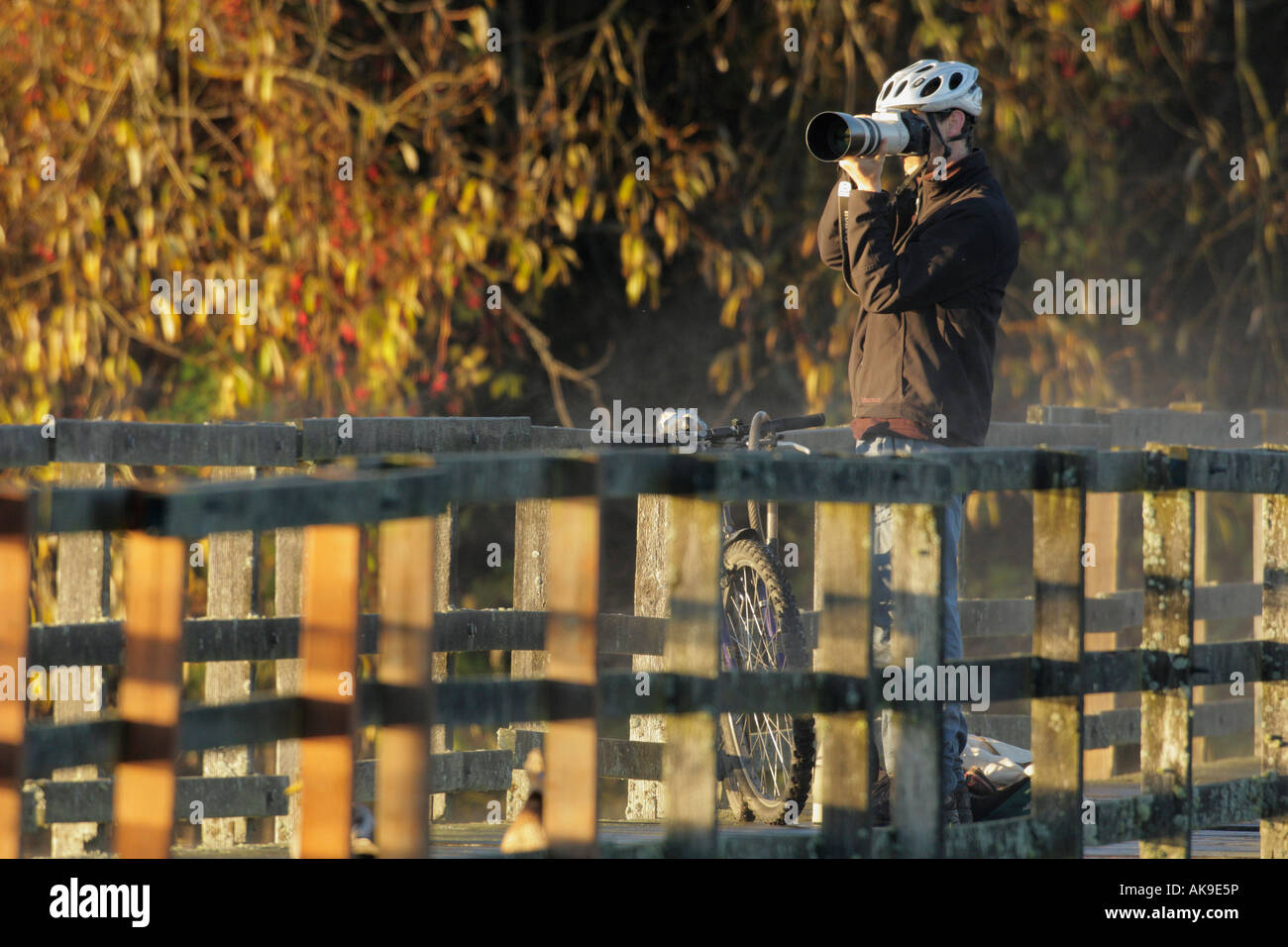 Photographer on floating boardwalk at Swan Lake on crisp autumn morning ...