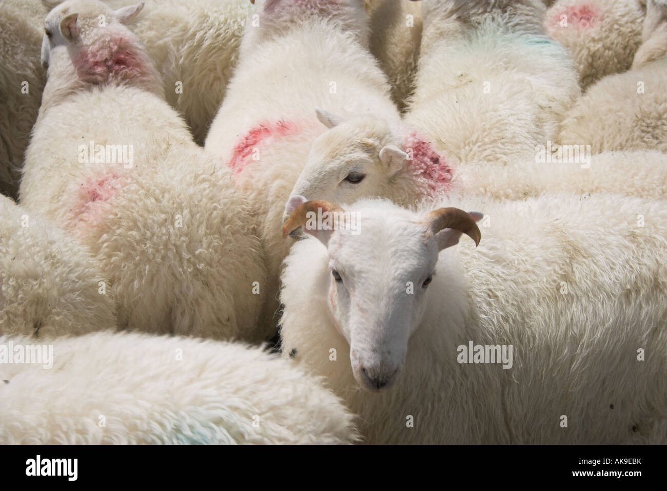Sheep in a fold Stock Photo - Alamy