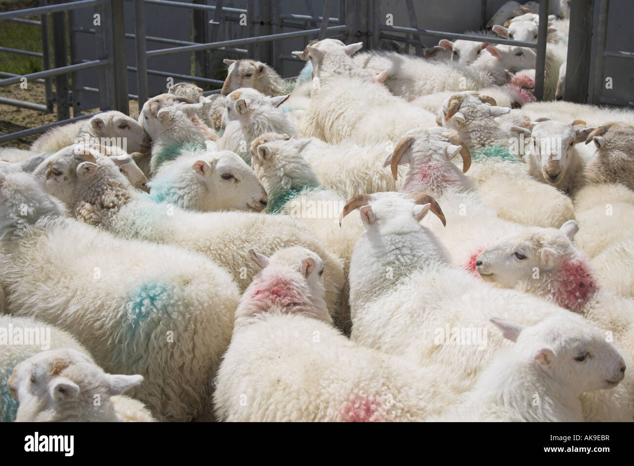 Sheep in a fold Stock Photo - Alamy