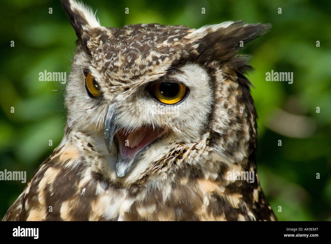 An owl squawking Stock Photo - Alamy