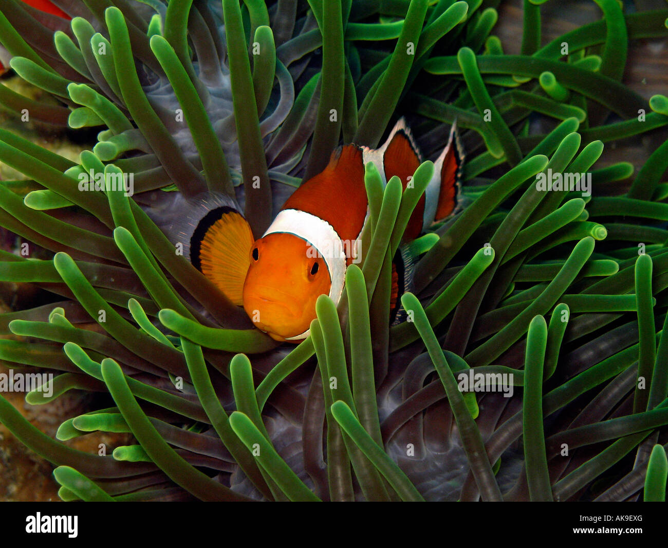 Clown fish in anemone Stock Photo - Alamy