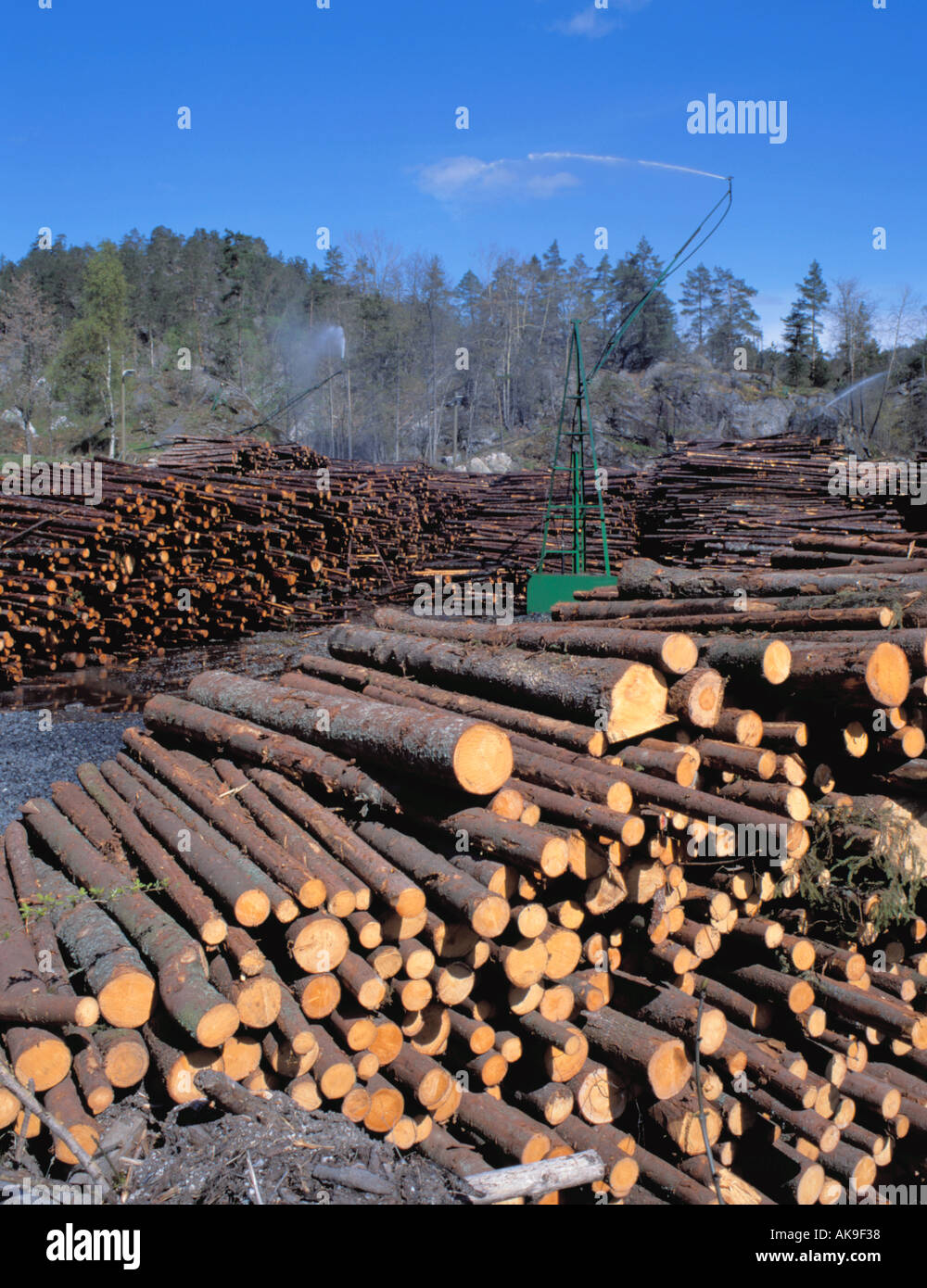 Stock piled logs being sprayed with water at a timber processing plant ...