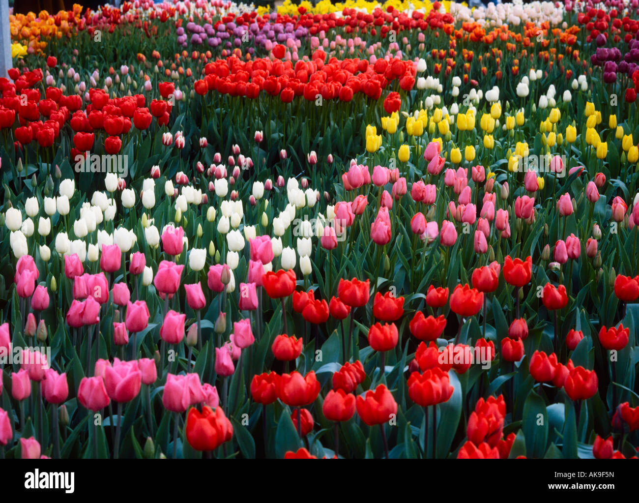 Colorful tulips on garden hi-res stock photography and images - Alamy