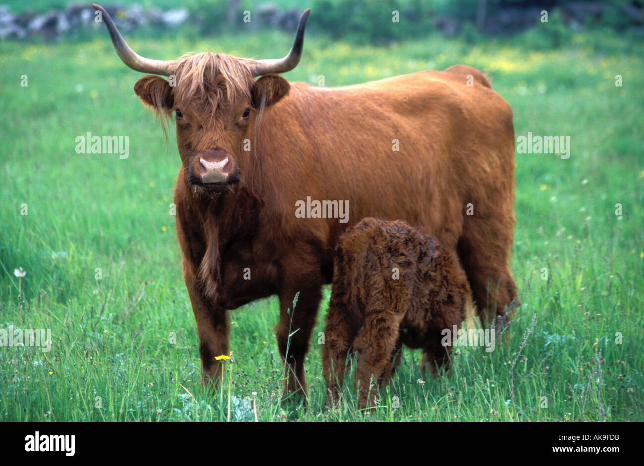 Highland cattle sweden hi-res stock photography and images - Alamy