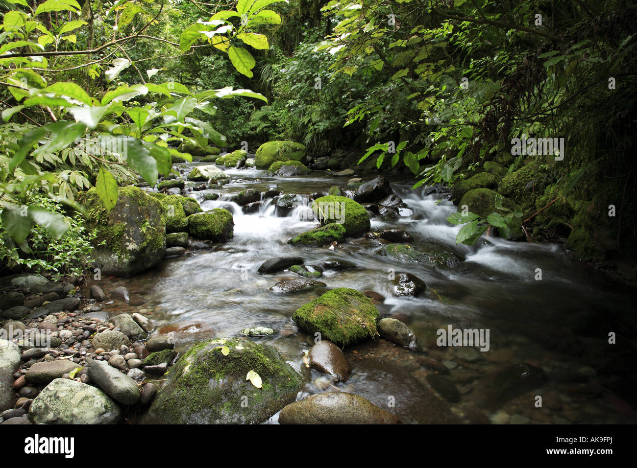 Stream in New Zealand forest Stock Photo - Alamy