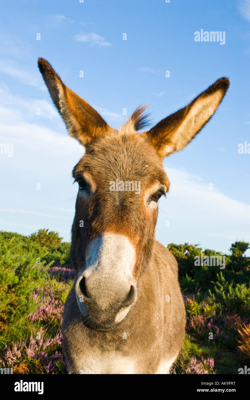 A donkey in the New Forest National Park, Hampshire, England Stock ...