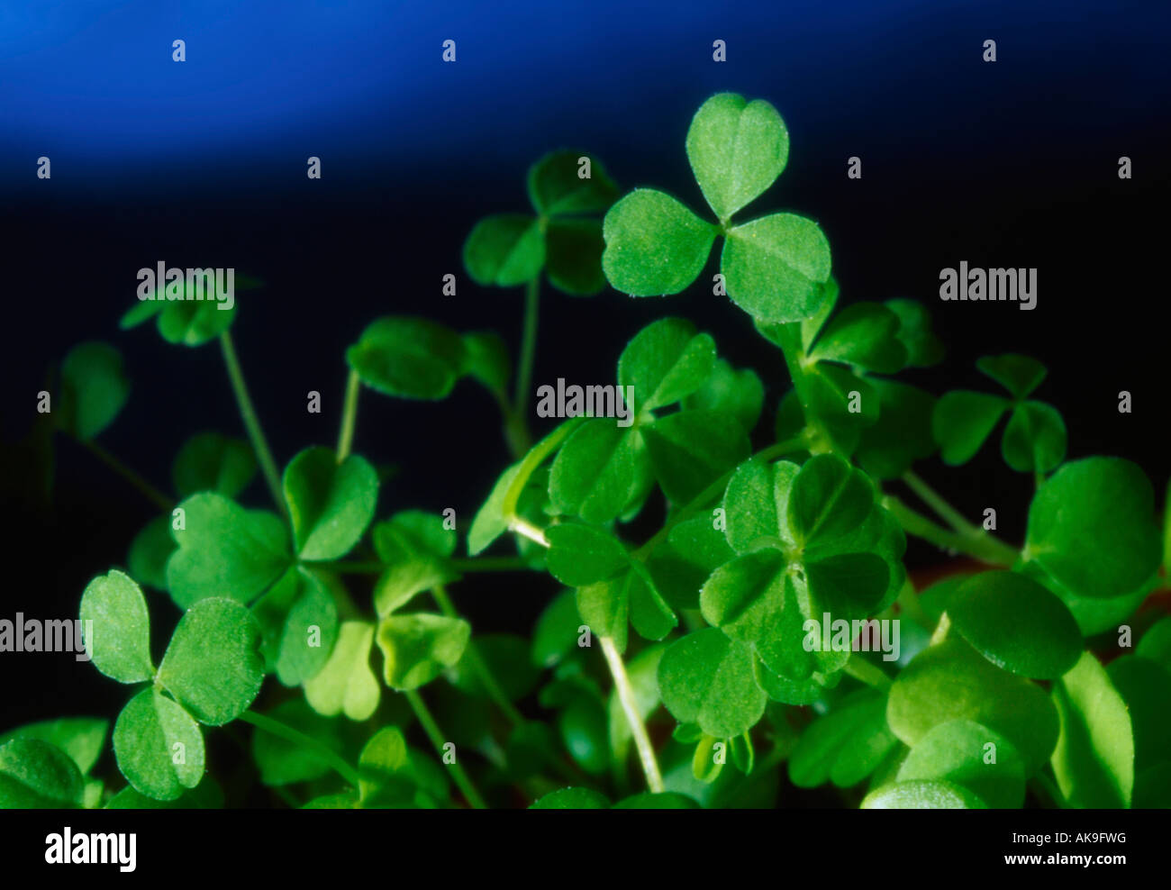 Shamrock, Symbol of Ireland Stock Photo - Alamy