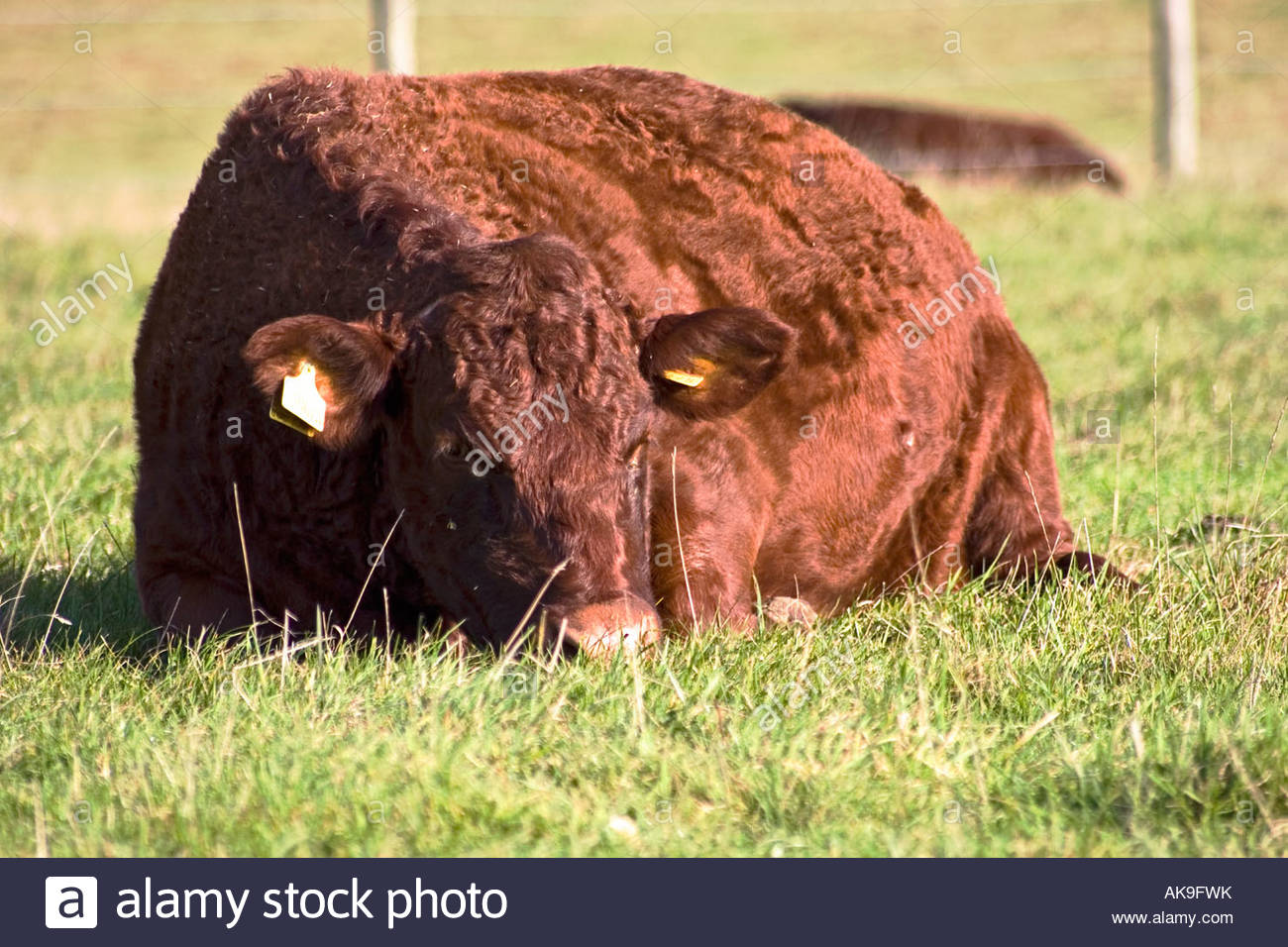 Devon Ruby Red Cow High Resolution Stock Photography and Images - Alamy