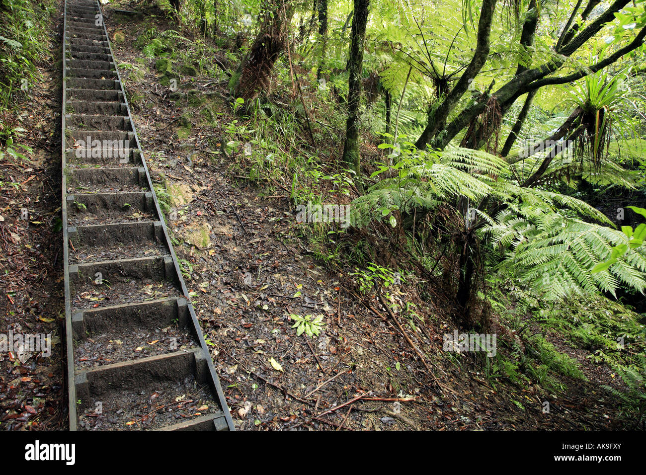 Stairs inside tropical forest Stock Photo - Alamy