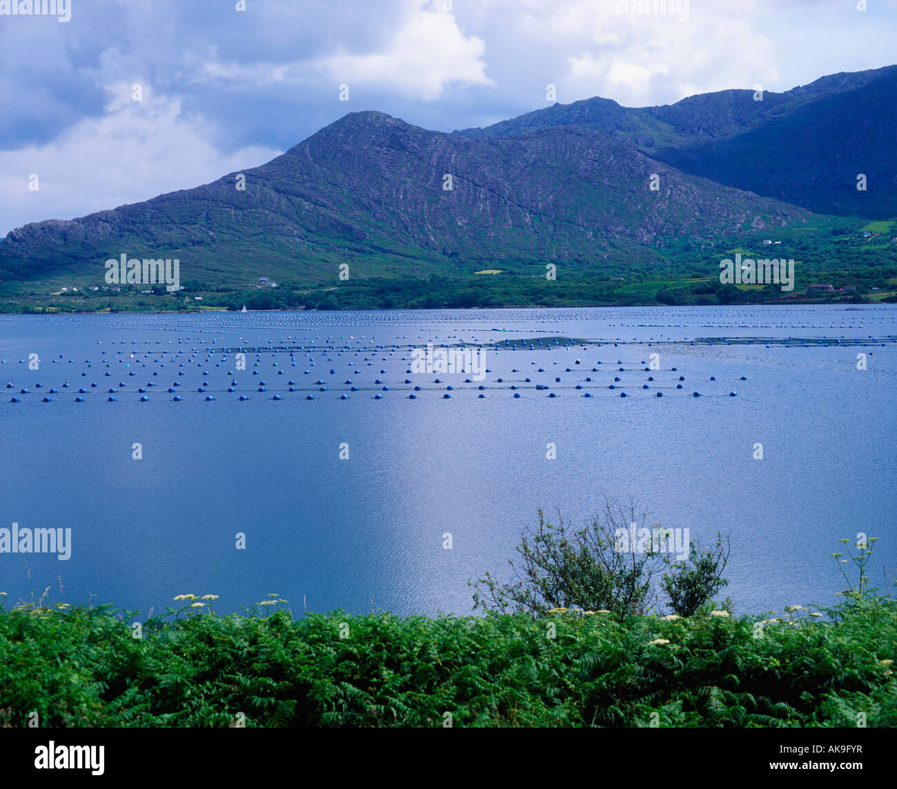 Ardgroom, Beara Peninsula, County Cork, Ireland, Fish farming Stock ...