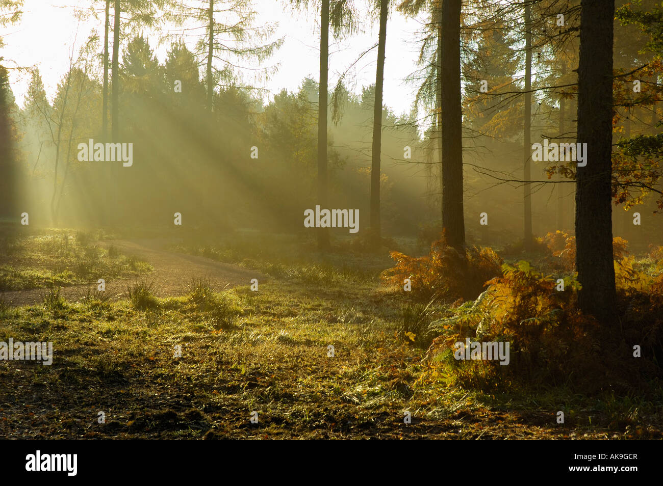 Sunbeams through Trees Silk Wood Stock Photo - Alamy