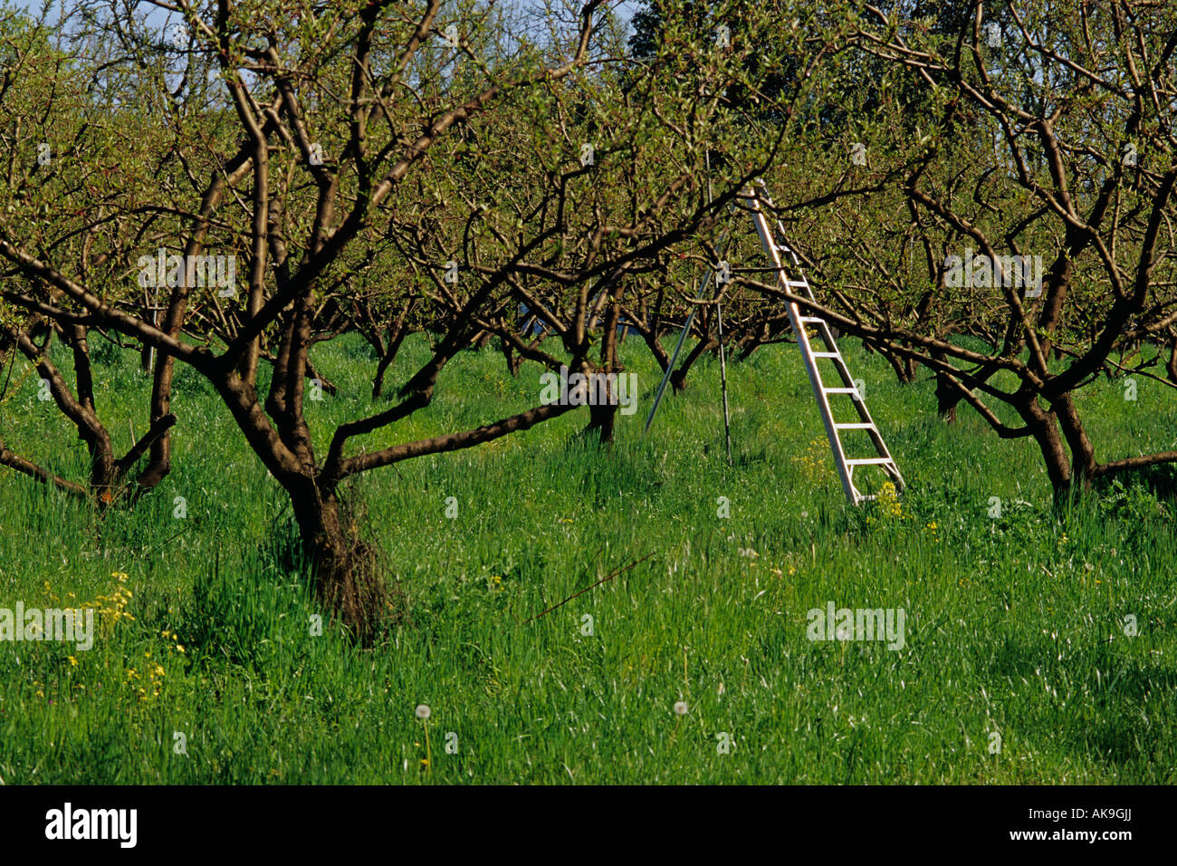 Orchard with ladder spring Twin Rivers Park Roseburg Oregon State USA ...