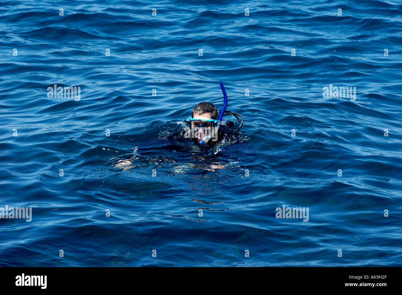 Scuba diver floating in shallow water in Santa Catalina Island off of ...