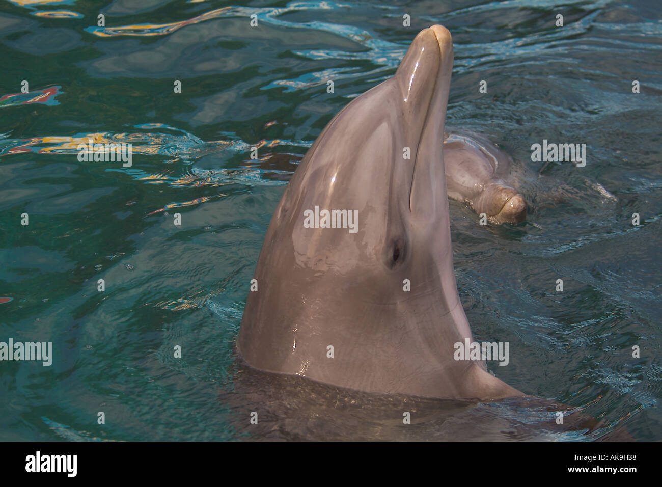 Dolphin Underwater Bottlenose Wild Face High Resolution Stock Photography and Images - Alamy