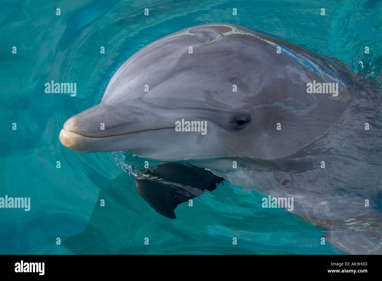 Dolphin Underwater Bottlenose Wild Face High Resolution Stock Photography and Images - Alamy