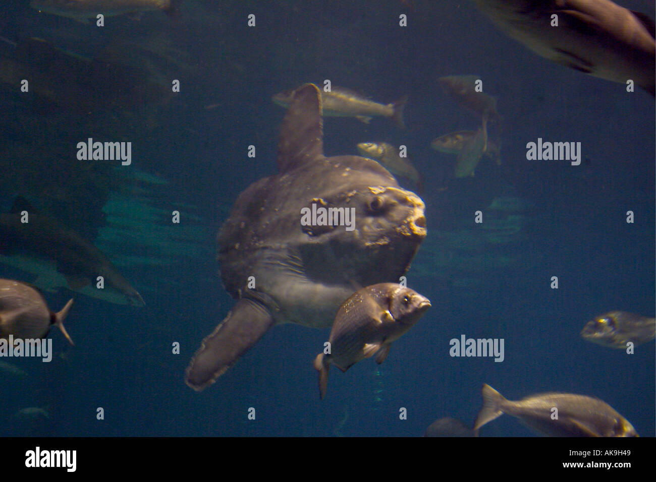 OCEAN SUNFISH Mola mola Stock Photo - Alamy