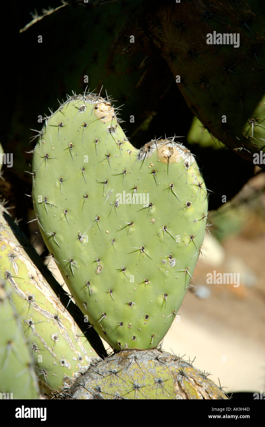 Heart Shaped Cactus Wrigley s Memorial and Botanical Garden Avalon ...