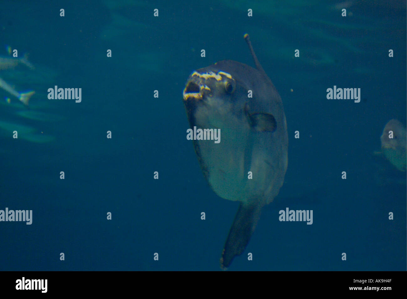 OCEAN SUNFISH Mola mola Stock Photo - Alamy