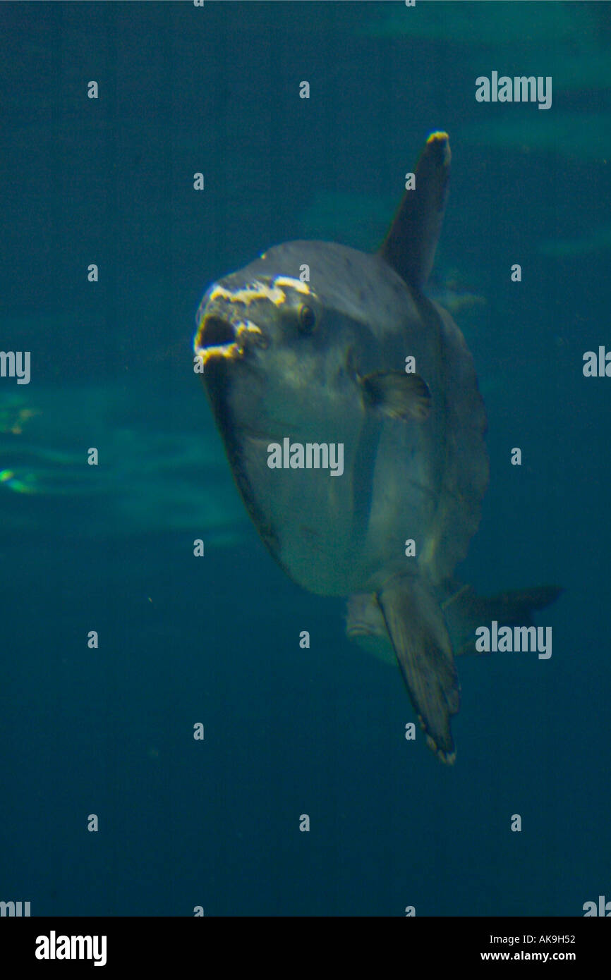 Mola mola fish hi-res stock photography and images - Alamy