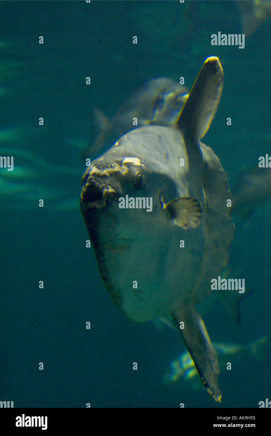 OCEAN SUNFISH Mola mola Stock Photo - Alamy