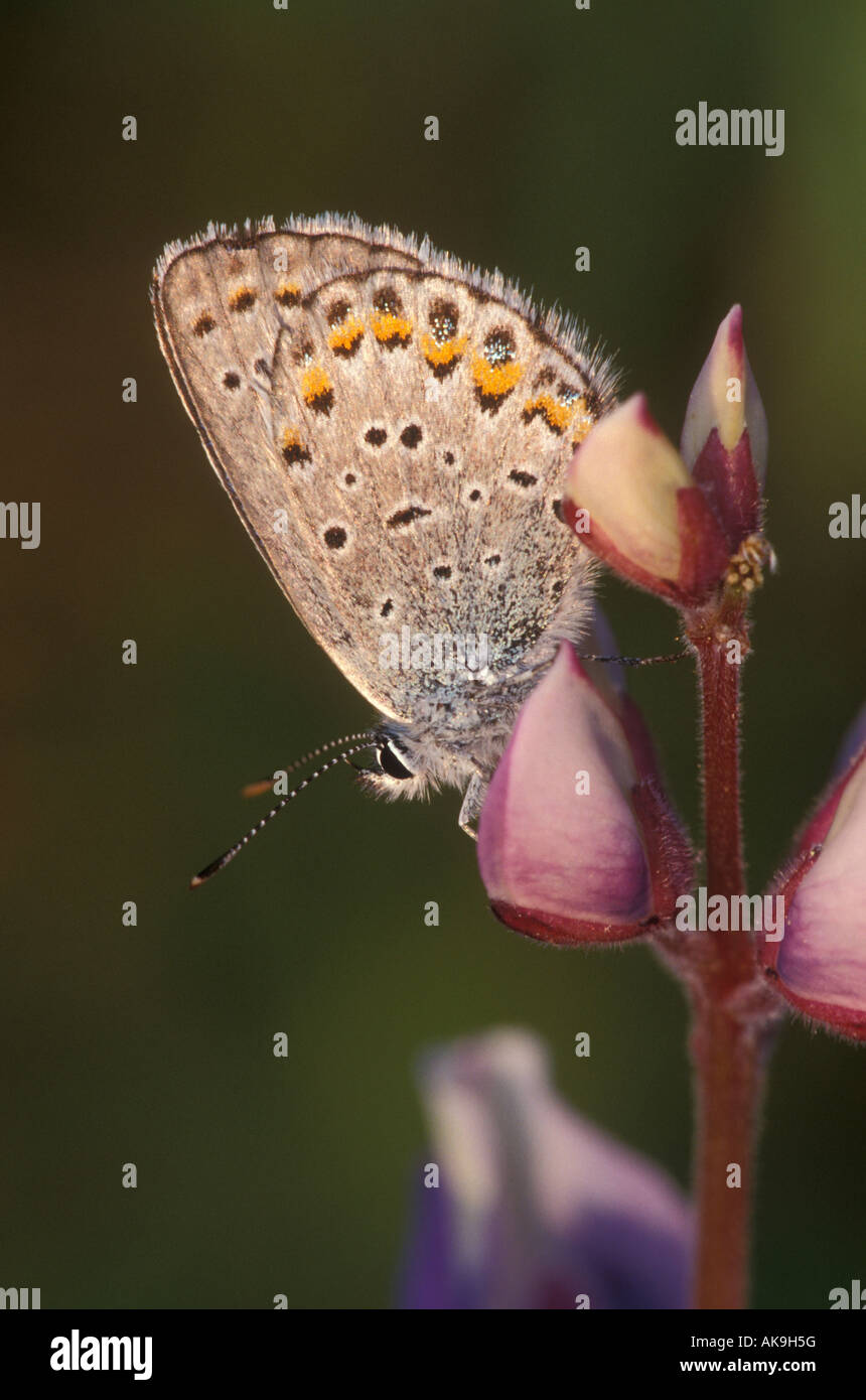 Karner blue butterfly hi-res stock photography and images - Alamy