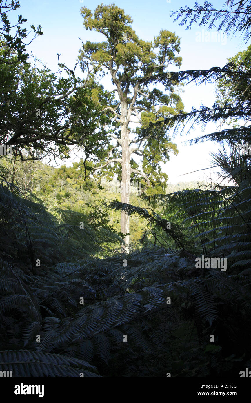 New Zealand forest Stock Photo - Alamy