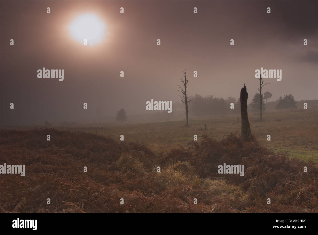 Nutley ashdown forest hi-res stock photography and images - Alamy