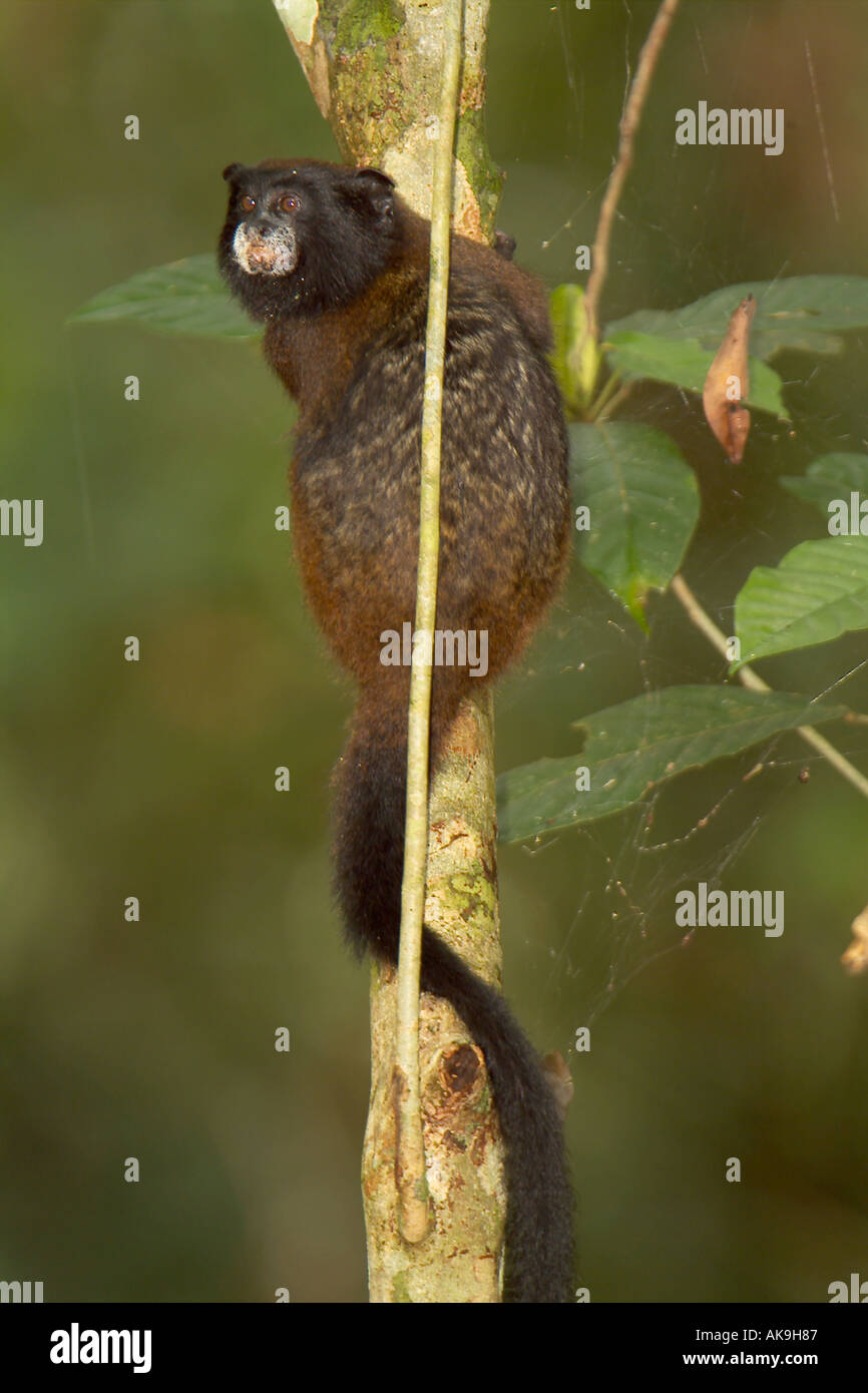 Saddle back tamarin monkey hi-res stock photography and images - Alamy
