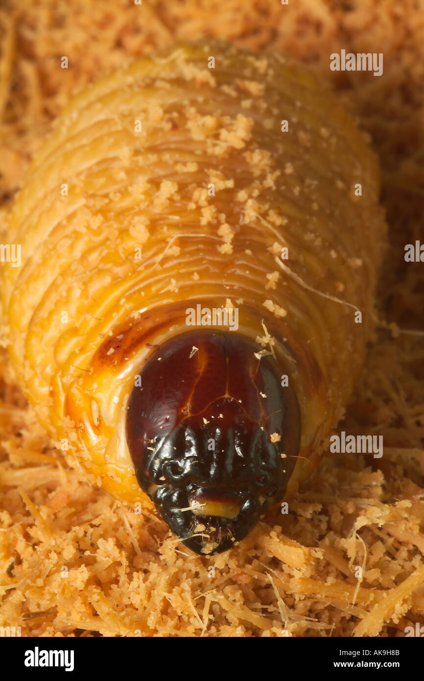 Maggot medicine hi-res stock photography and images - Alamy