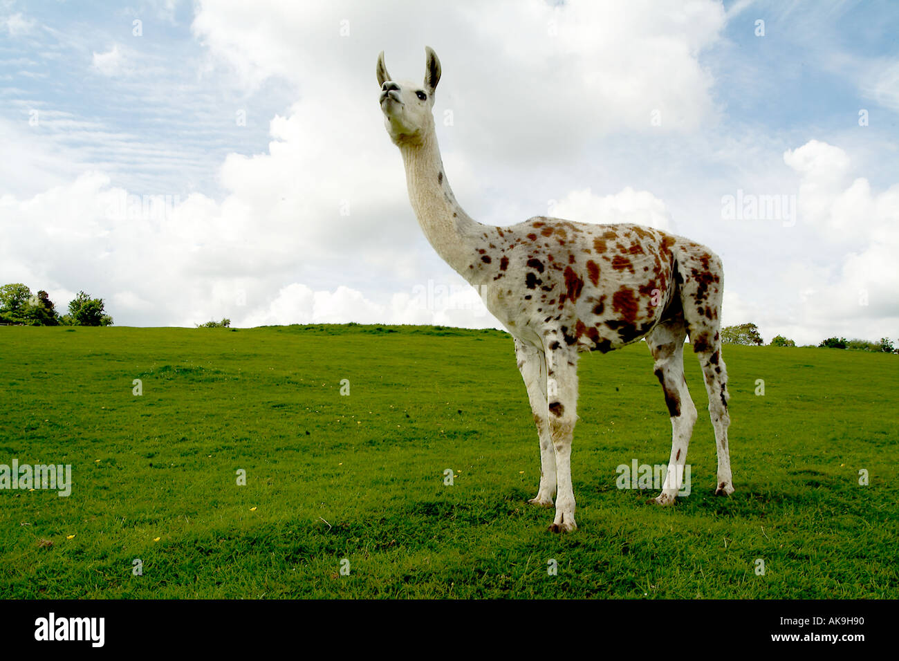 Kpcofgs south american hi-res stock photography and images - Alamy