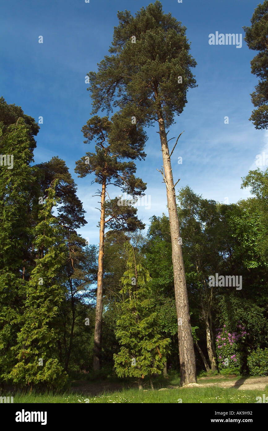 Scots Pine Tree Pinus sylvestris Sussex UK Stock Photo - Alamy