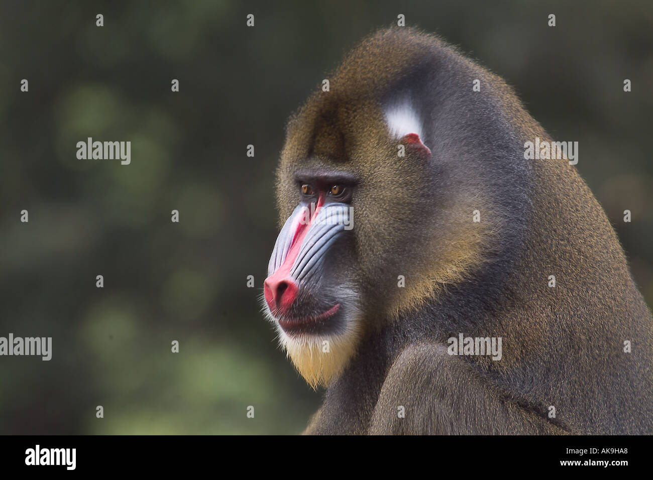 MANDRILL Mandrillus sphinx Endangered Camaroon and Gabon Stock Photo ...