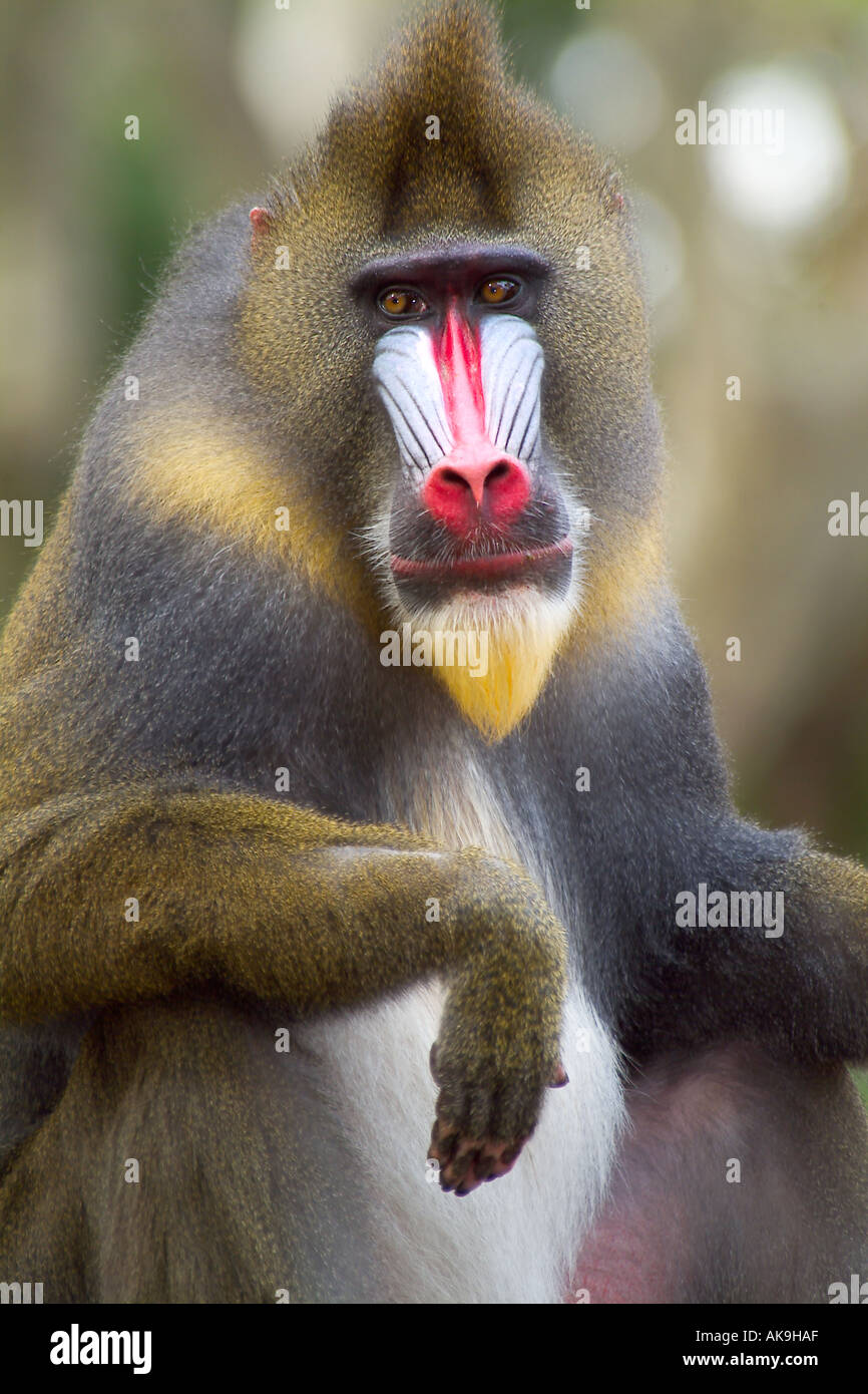 MANDRILL Mandrillus sphinx Stock Photo - Alamy