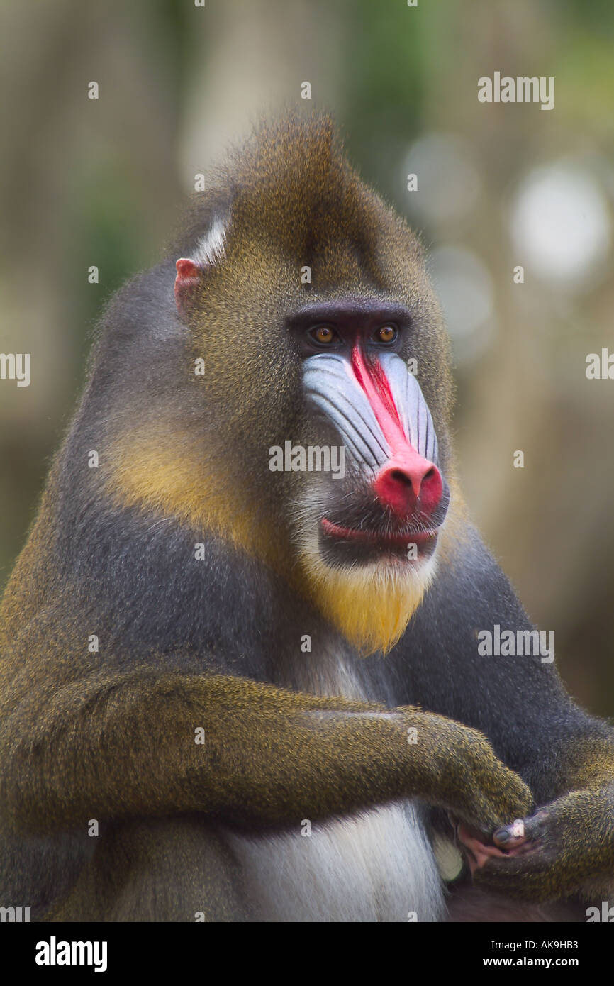 MANDRILL Mandrillus sphinx Stock Photo - Alamy