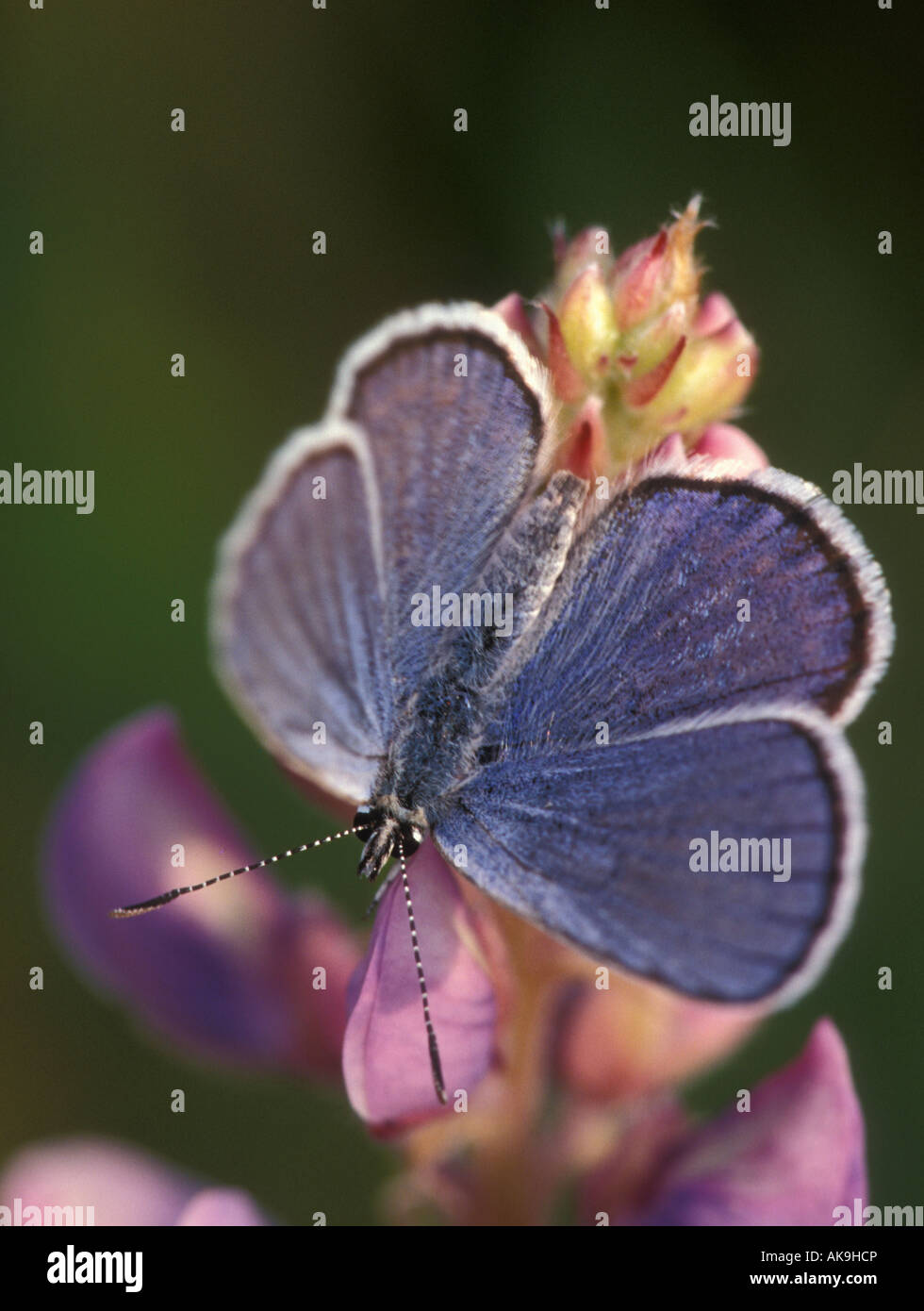 Male Karner Blue, Lycaeides melissa samuelis Stock Photo - Alamy
