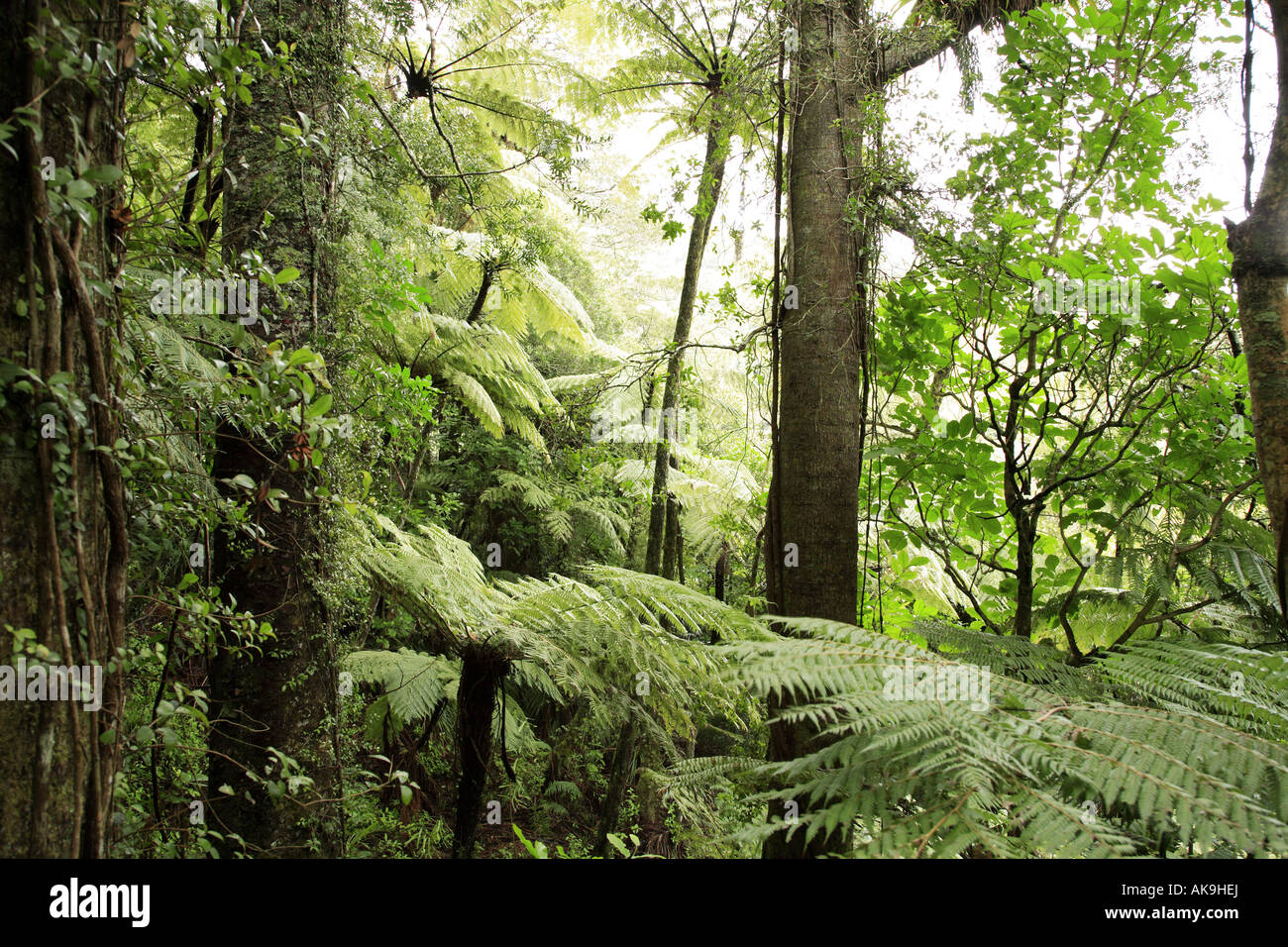 Lush green tropical forest Stock Photo - Alamy