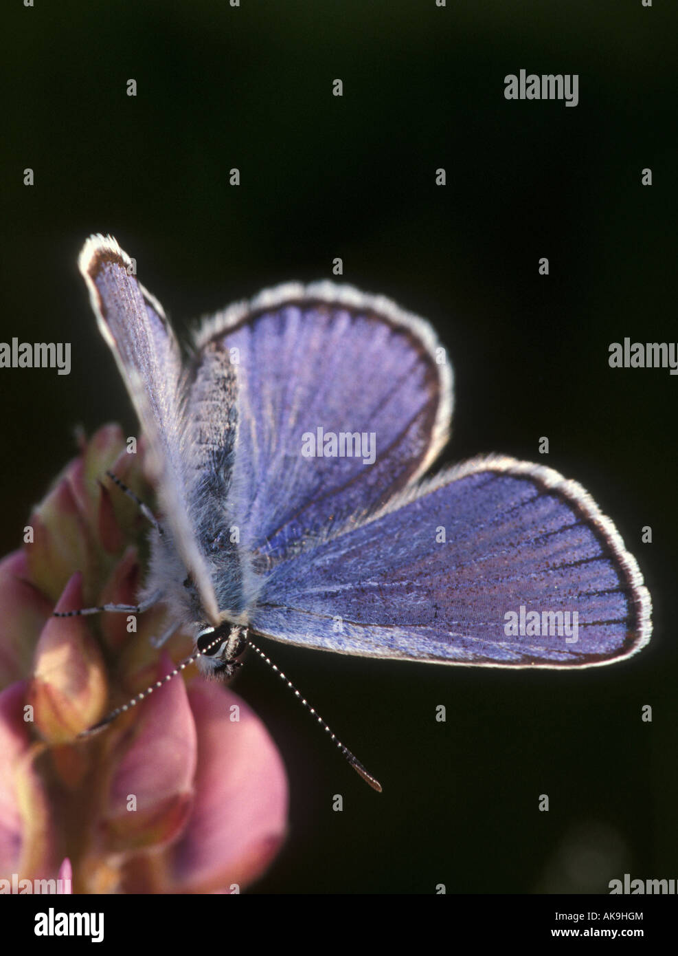 Male Karner Blue, Lycaeides melissa samuelis Stock Photo - Alamy