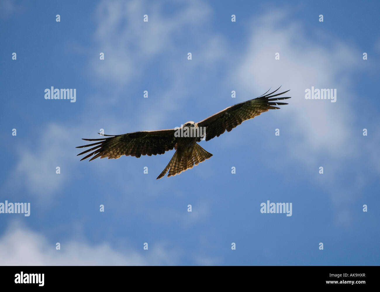 American eagle hawk spread hi-res stock photography and images - Alamy