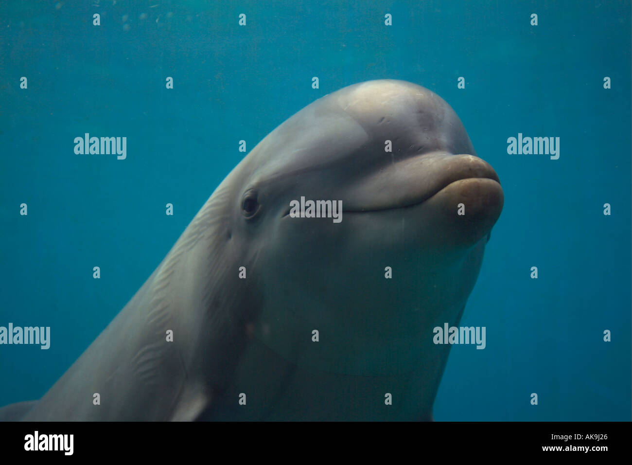 Bottle nose dolphin face hi-res stock photography and images - Alamy