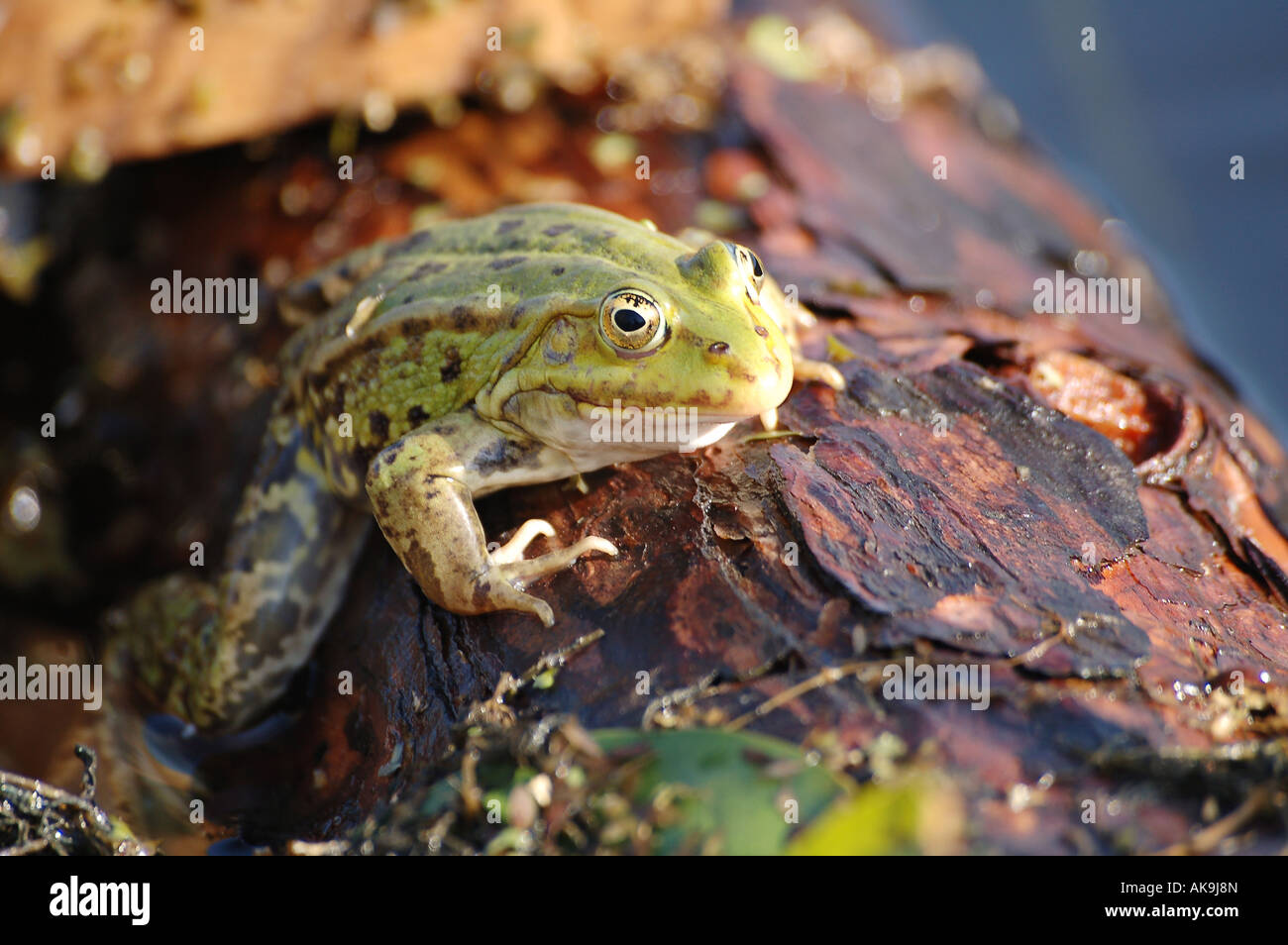 Frogger hi-res stock photography and images - Alamy