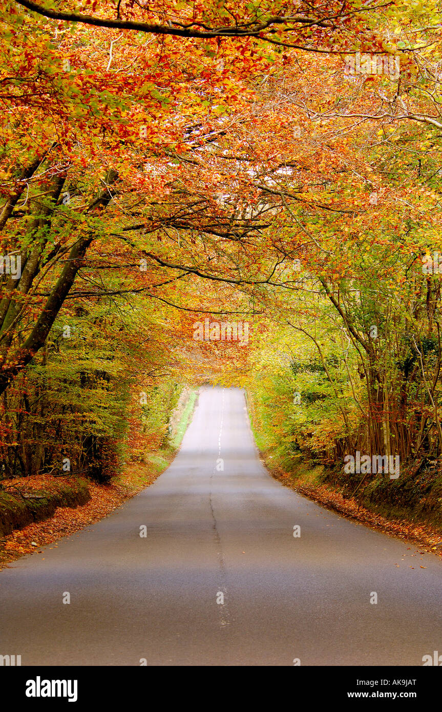 Fantastic display of golden coloured autumnal trees arching over a ...