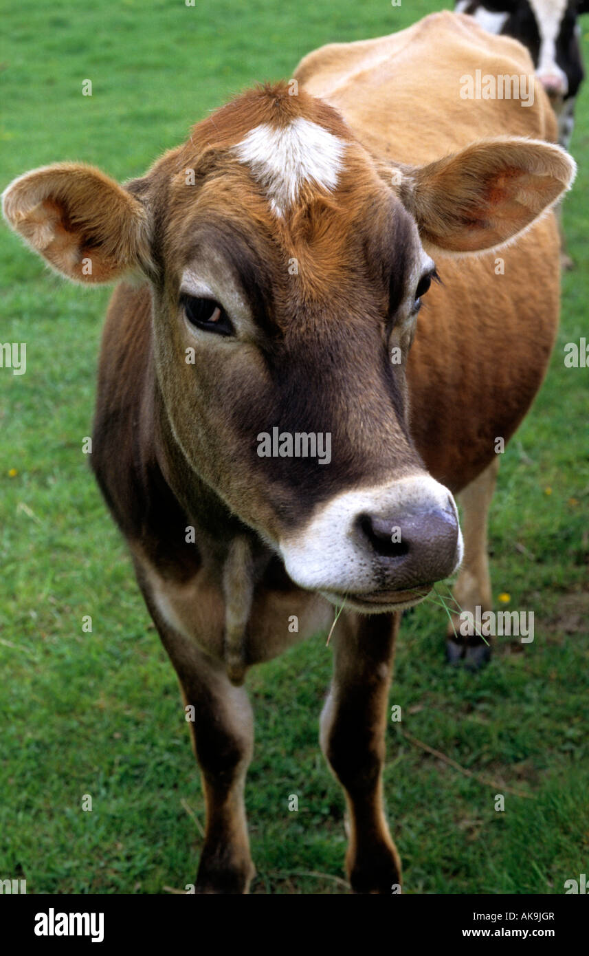 Weird cow hi-res stock photography and images - Alamy
